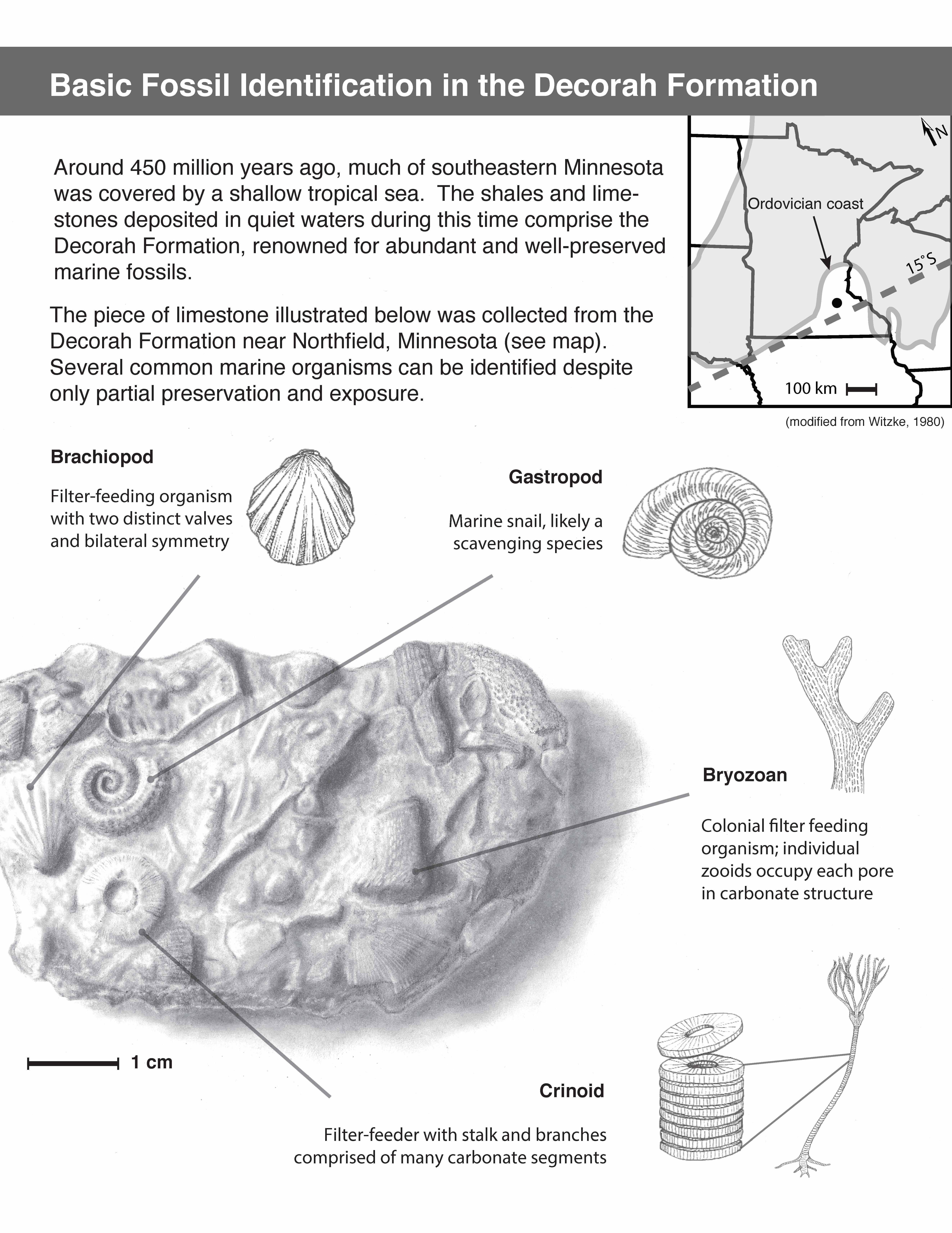 scientific illustration – Maureen Kahn