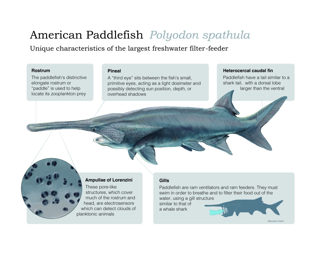 science illustration – Maureen Kahn